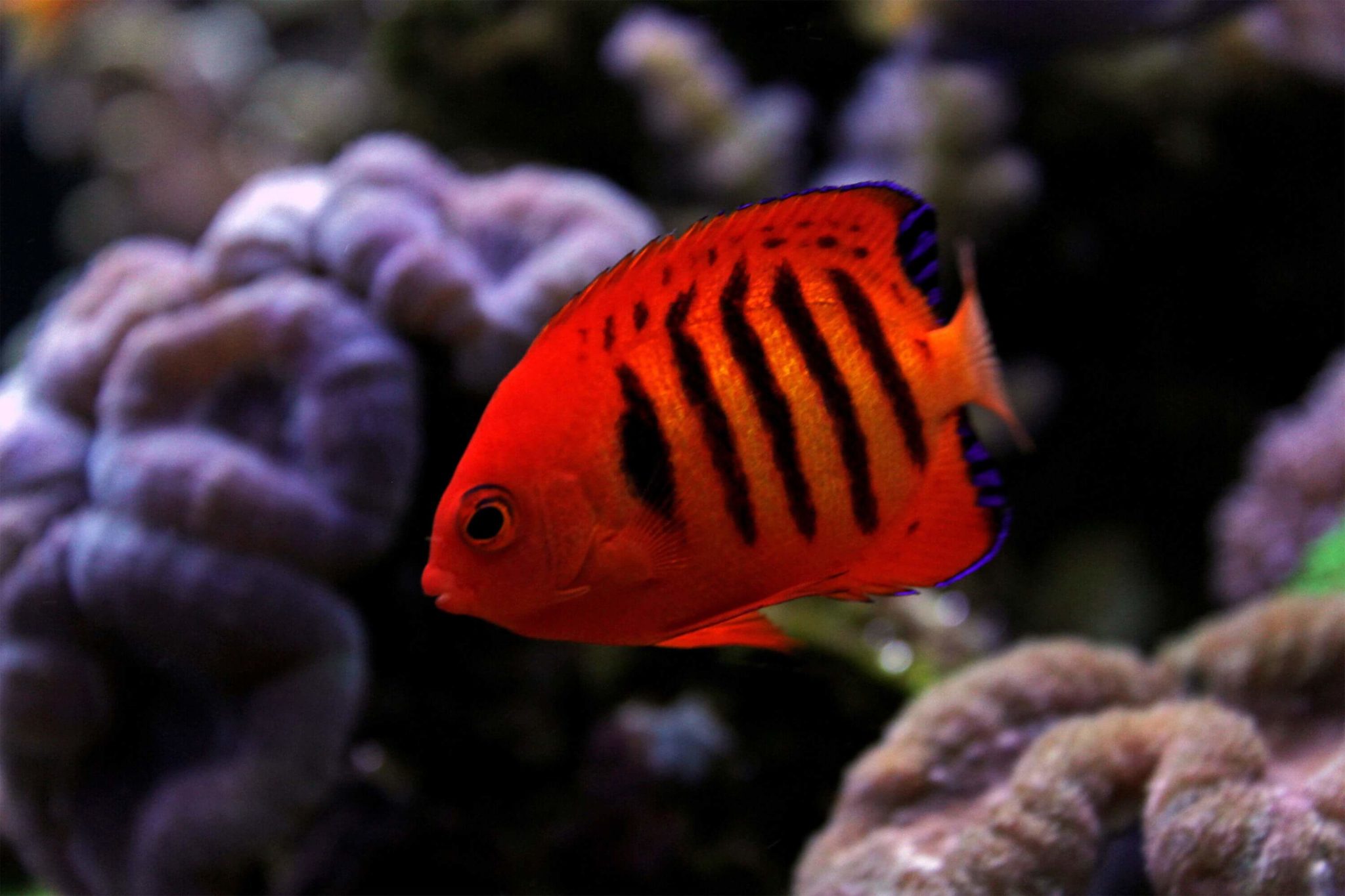 Zoofachgeschäft für Aquaristik & Terraristik - Terra Tropic Zoo Hofgeismar