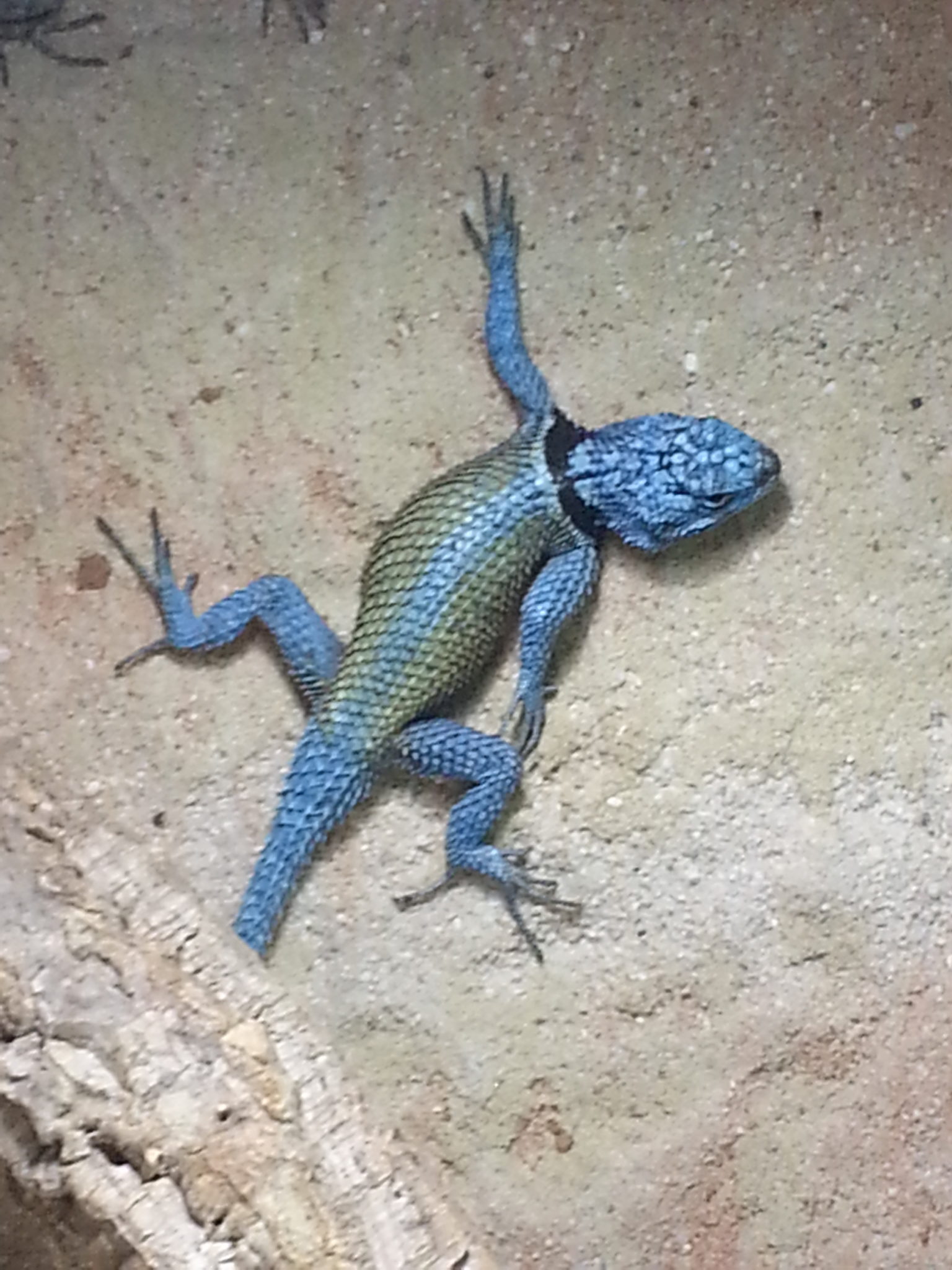 Zaunleguan ( Sceloporus minor) DNZ 22/23 Männchen! - Terra - Tropic Zoo