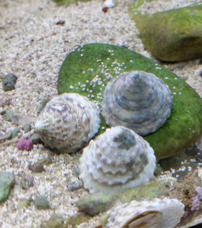 Algenschnecken (Trochus/ Tectus sp.) - Terra - Tropic Zoo