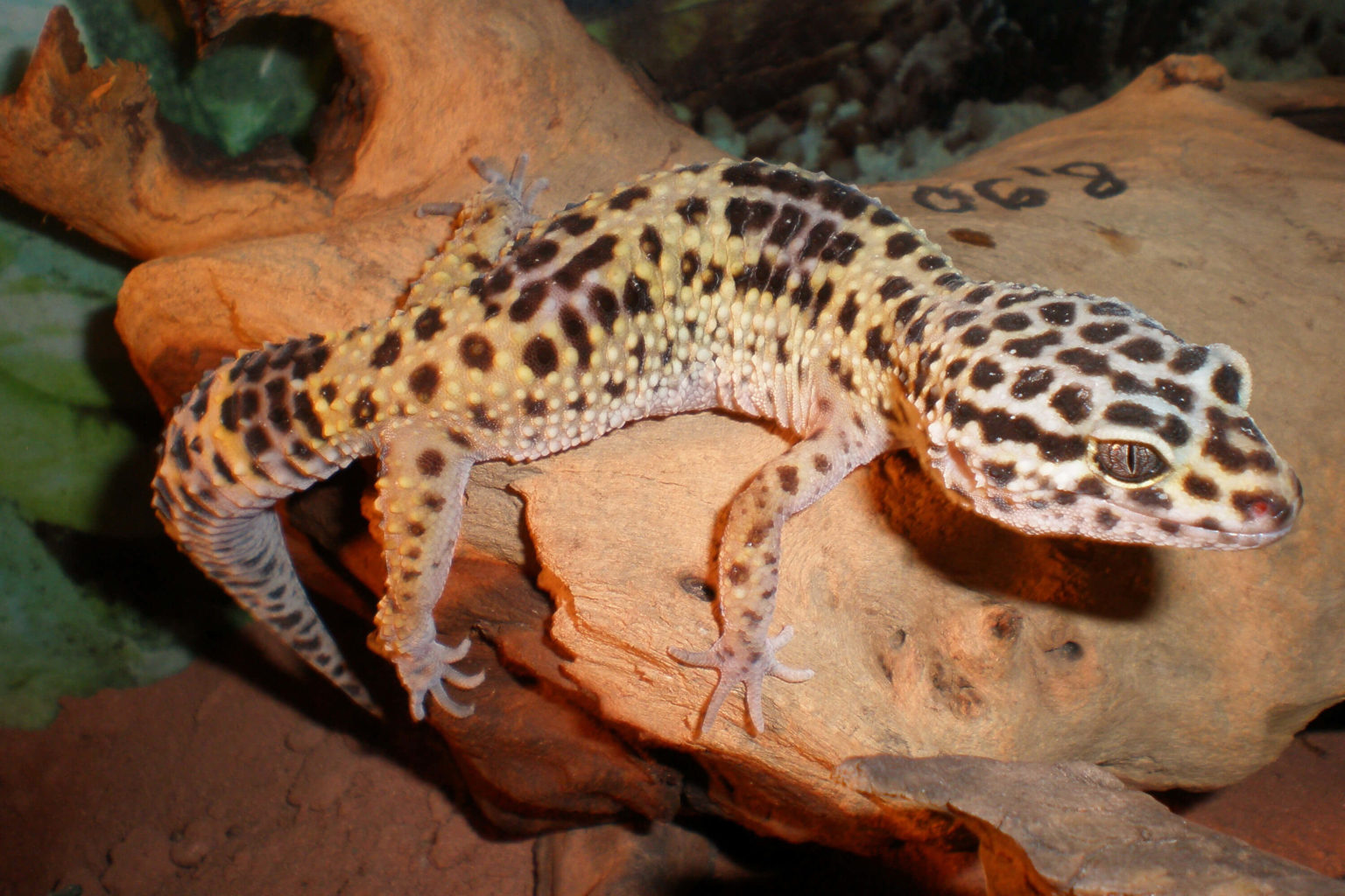 Leopardgecko Designer (Eublepharis mascularius) DNZ 22 adulte Männchen ...