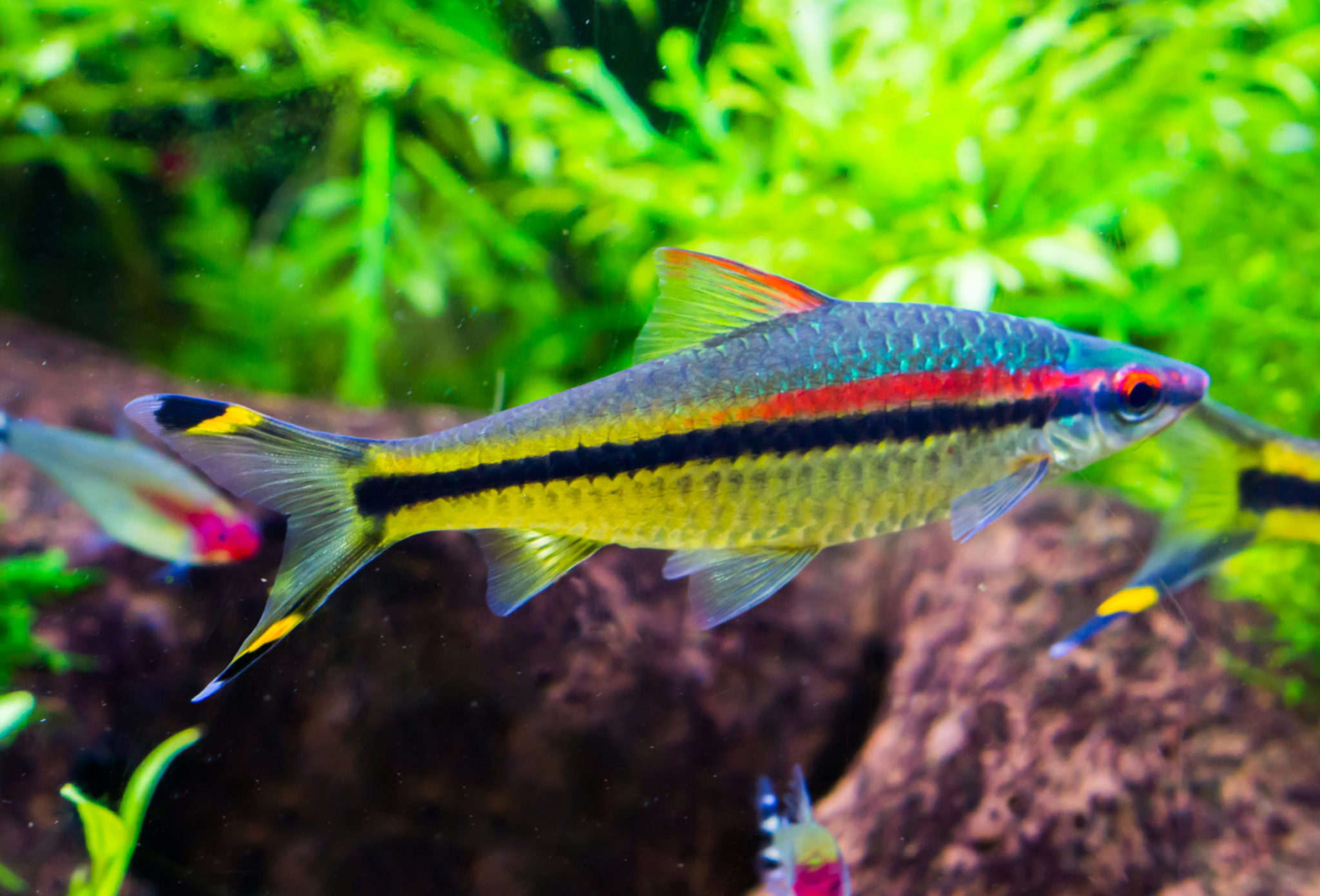 Rotstrichbarbe (Puntius denisonii) - Terra - Tropic Zoo