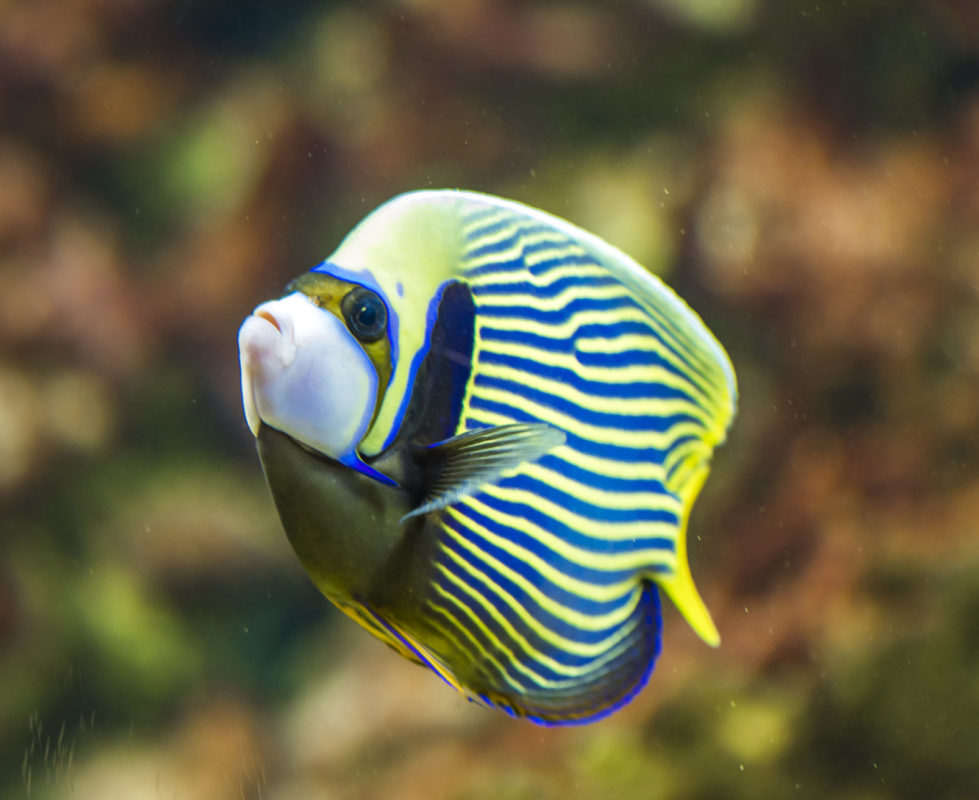 Imperator-Kaiserfisch (Pomacanthus imperator) S-M - Terra - Tropic Zoo