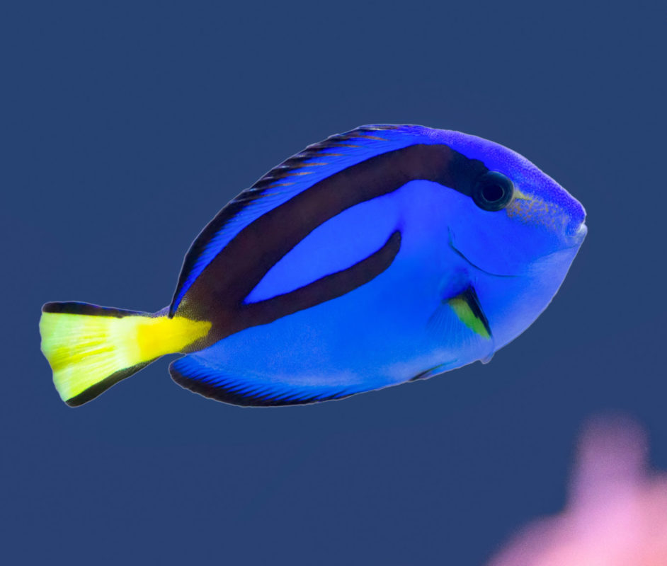 Paletten Doktorfisch(Paracanthurus hepatus) Mittel - Terra - Tropic Zoo