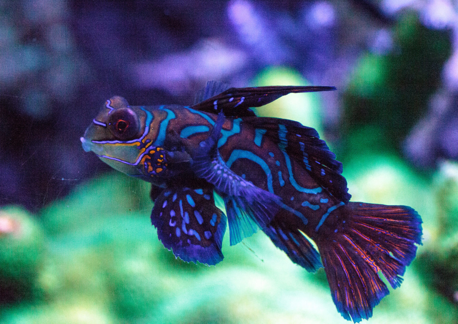 Mandarinfisch-Leierfisch (Synchiropus splendidus) Männchen - Terra ...