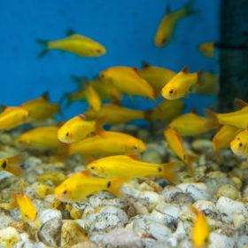 Rotstrichbarbe (Puntius denisonii) - Terra - Tropic Zoo