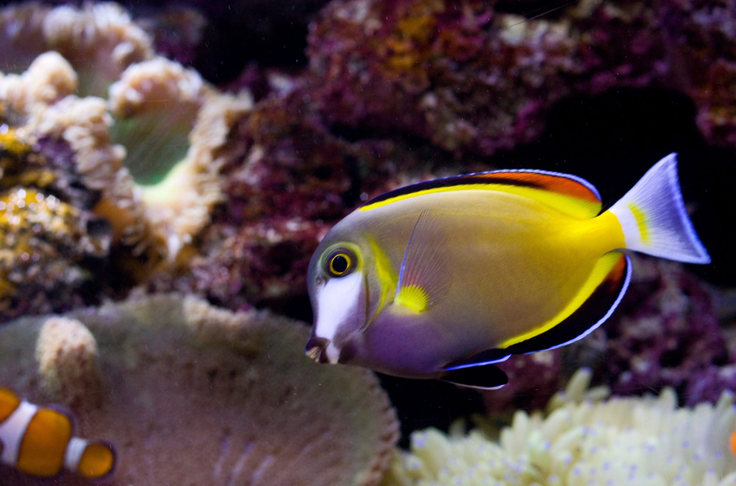Philippinen Doktorfisch (Acanthurus japonicus ) S-M - Terra - Tropic Zoo