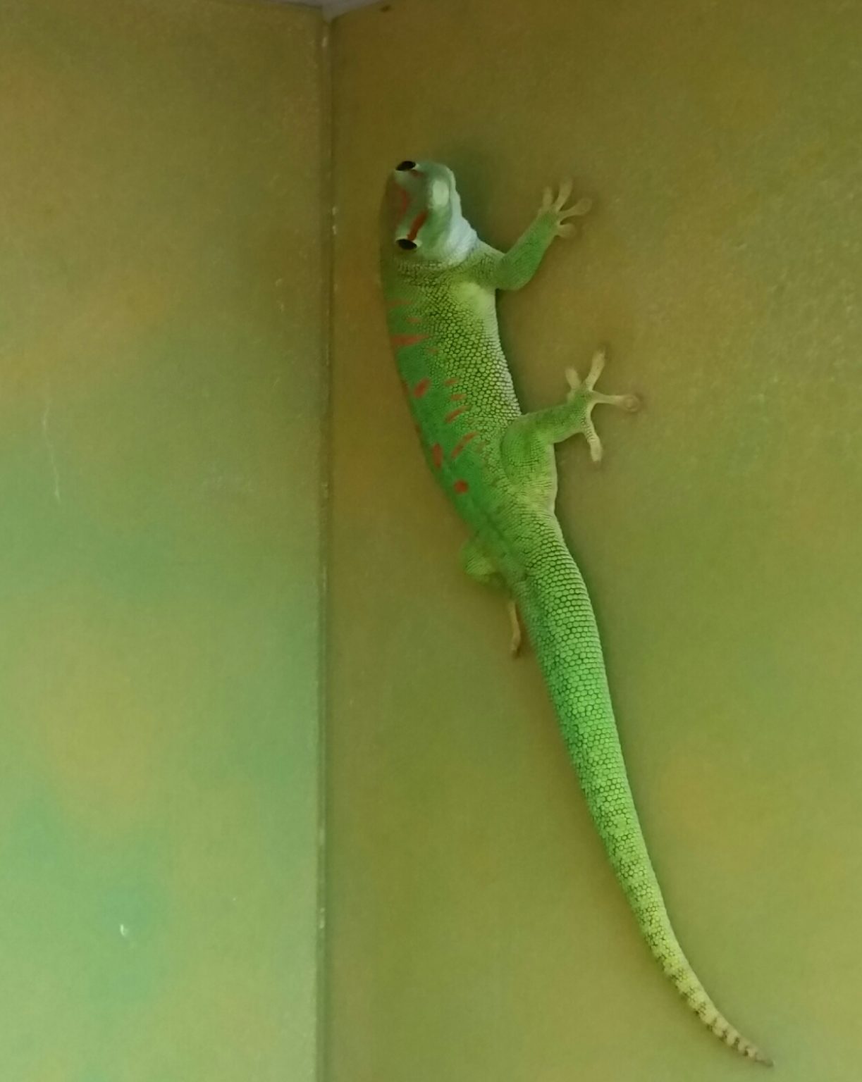 Großer Madagaskar Taggecko (Phelsuma mad. grandis) High Red adultes ...