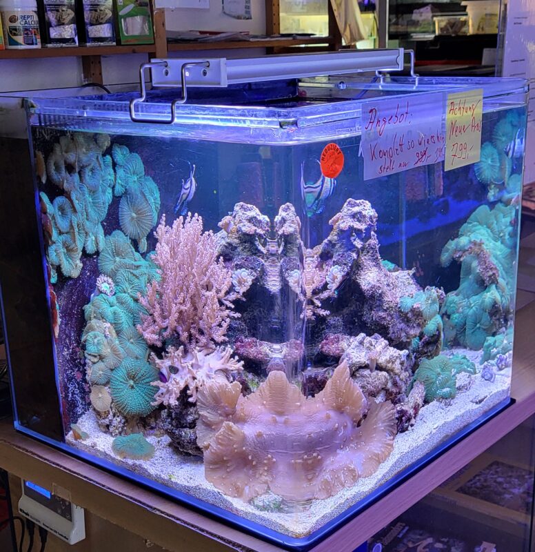 Meerwasseraquarium ca. 45x45x41cm hoch komplett mit Korallen und Fischen ( Nur an Selbstabholer ...